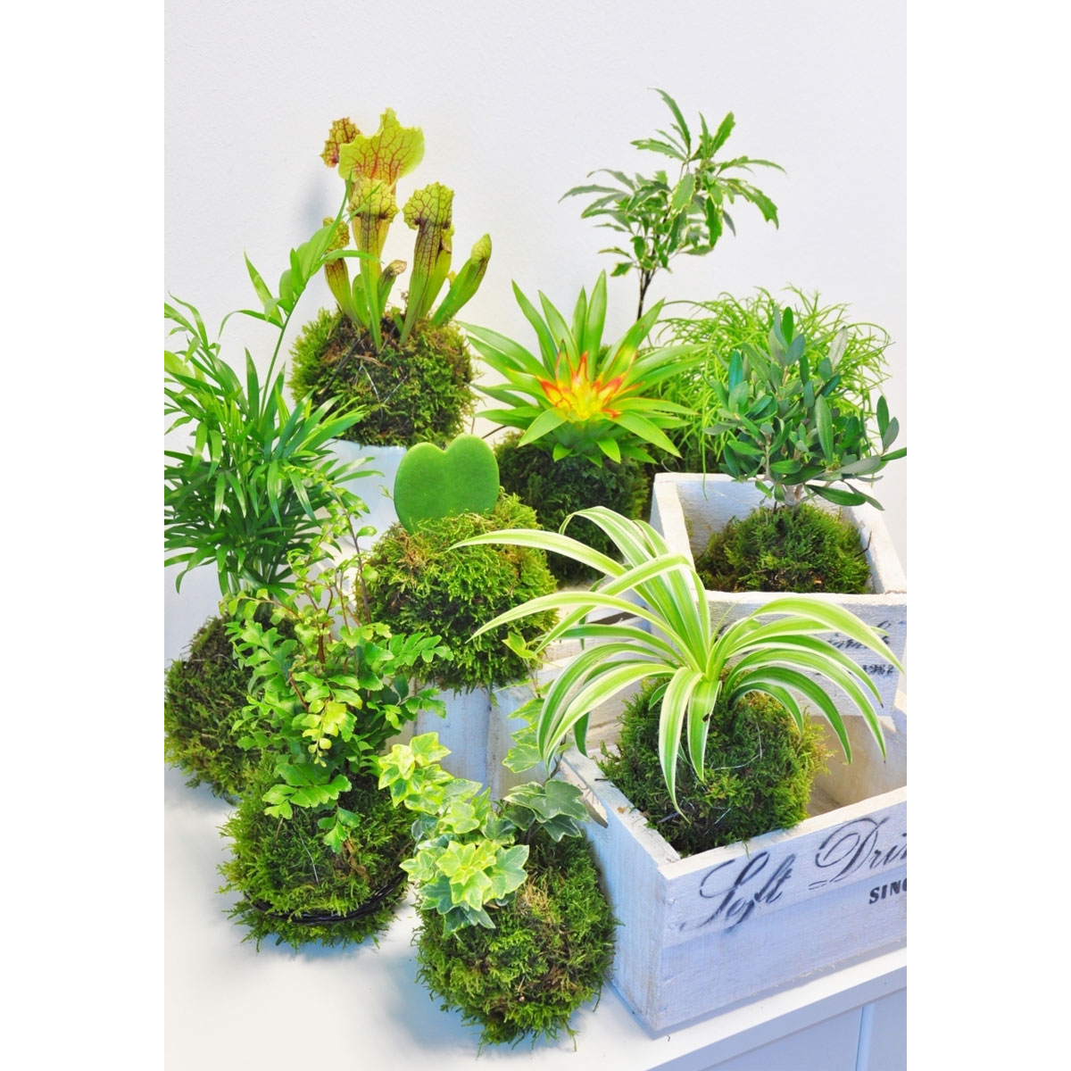 Moosball Herzfarn | K000055511