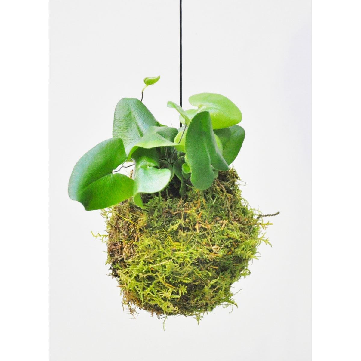 Moosball Herzfarn | K000055511